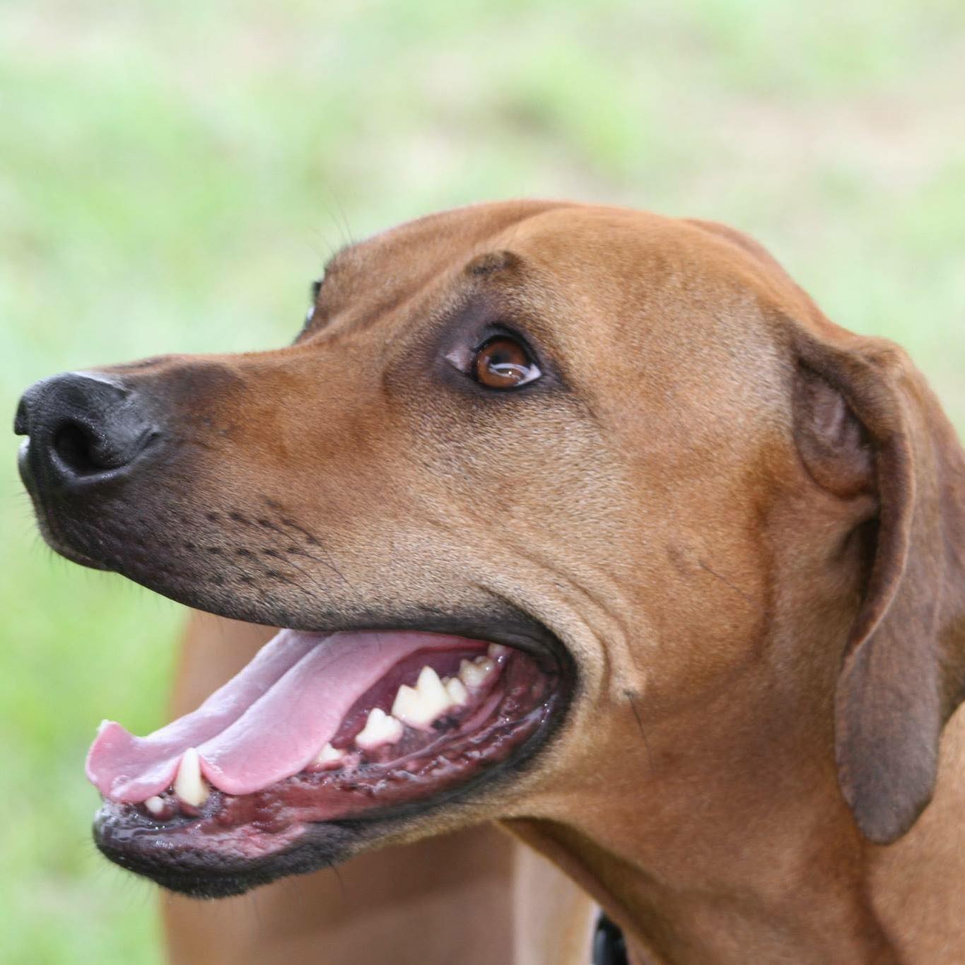 Our girls – Bellsasha Rhodesian Ridgebacks